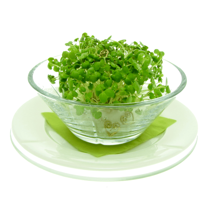 Bæredygtige Gaver med dyrk selv spirer er sjovt for børn og voksne