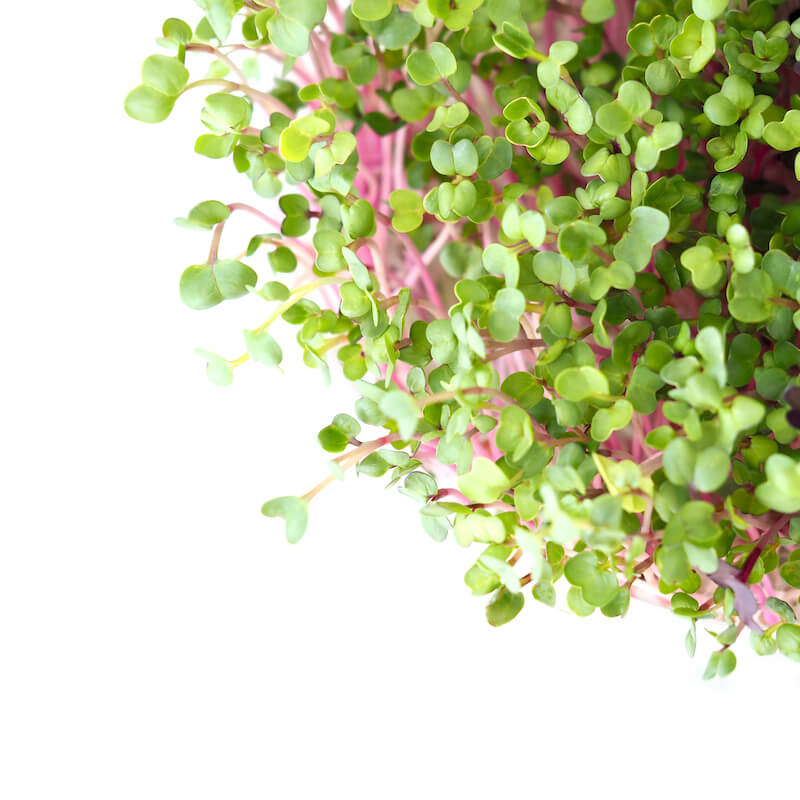 Sådan dyrker du spirer i dit køkken på 2-6 dage i små bakker uden jord.