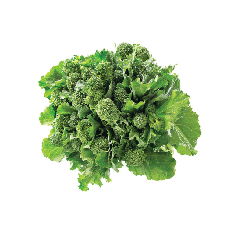 Køb friske Broccoli Rapa frø til Spirer og Mikrogrønt - 100% ØKO